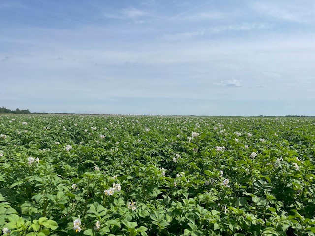 Your partner in seed potatoes | ZAP BV